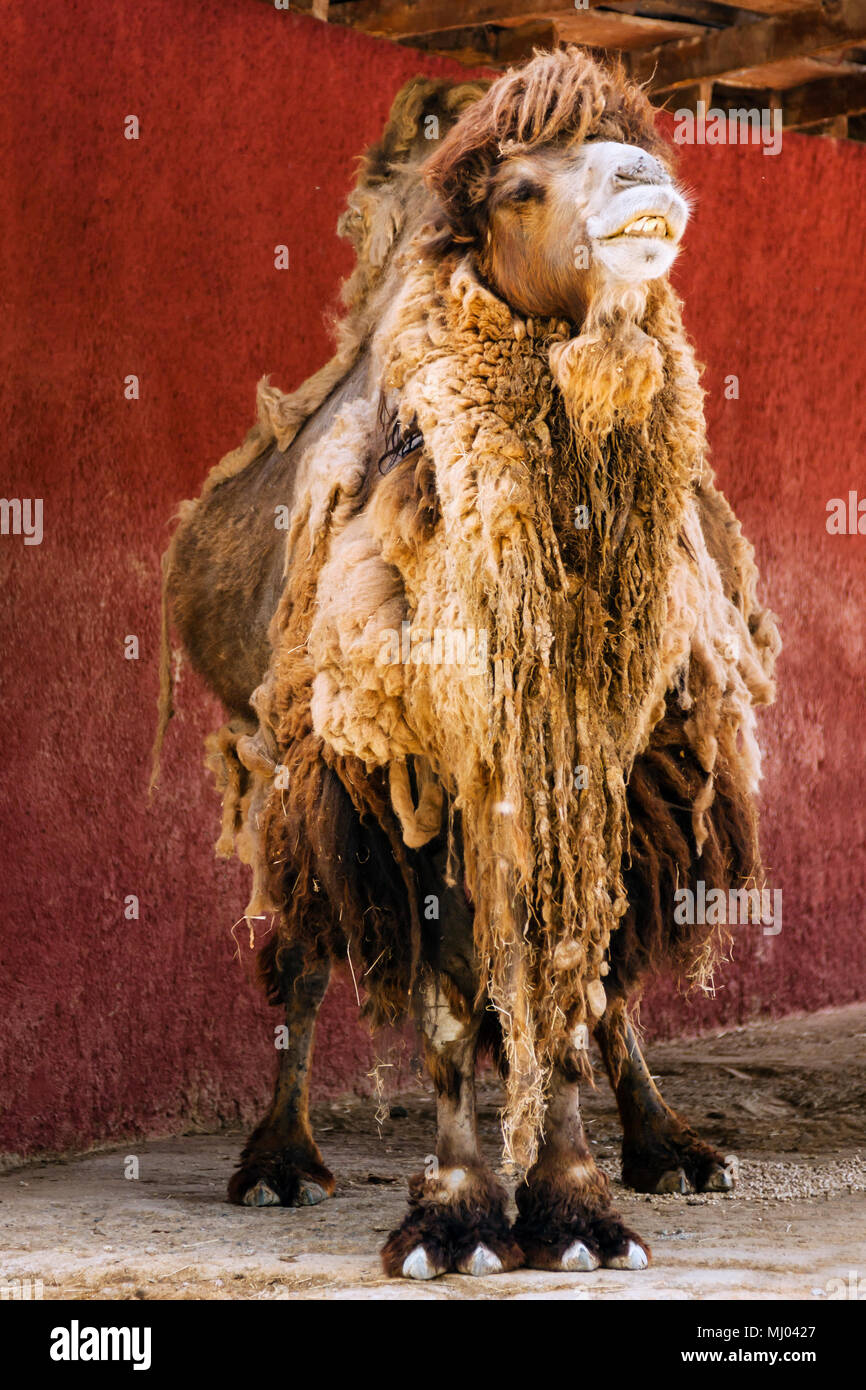 Long Haired Camel