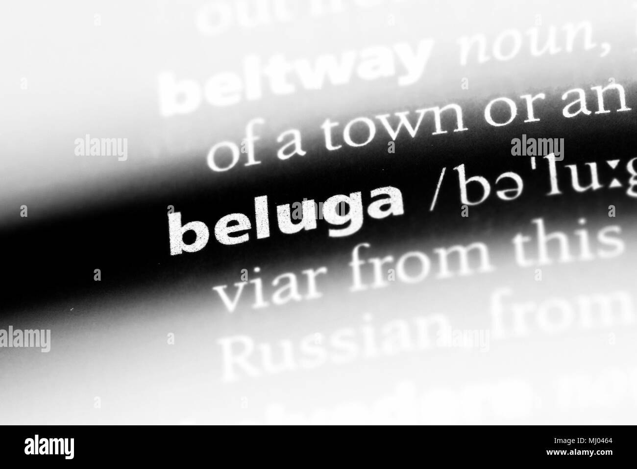 beluga word in a dictionary. beluga concept Stock Photo - Alamy