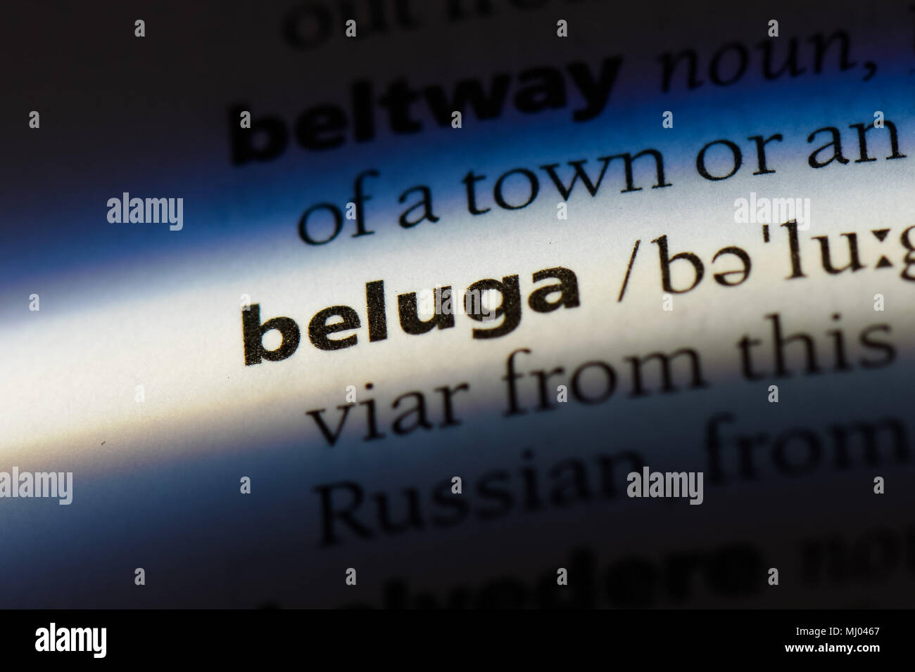 beluga word in a dictionary. beluga concept Stock Photo - Alamy