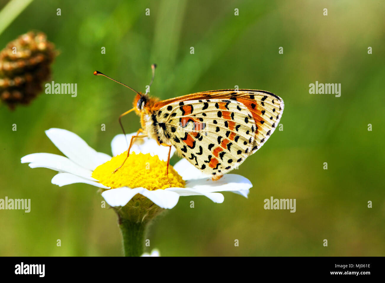 Underside of the Spotted Fritillary butterfly Melitaea didyma on a ...