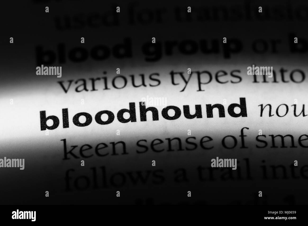 bloodhound word in a dictionary. bloodhound concept Stock Photo - Alamy