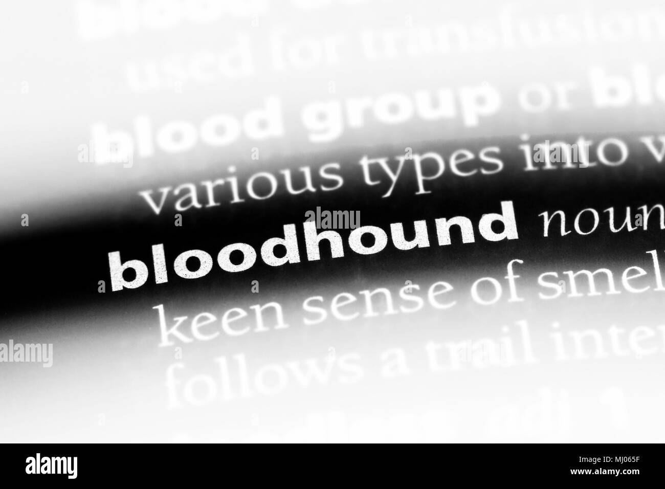 bloodhound word in a dictionary. bloodhound concept Stock Photo - Alamy