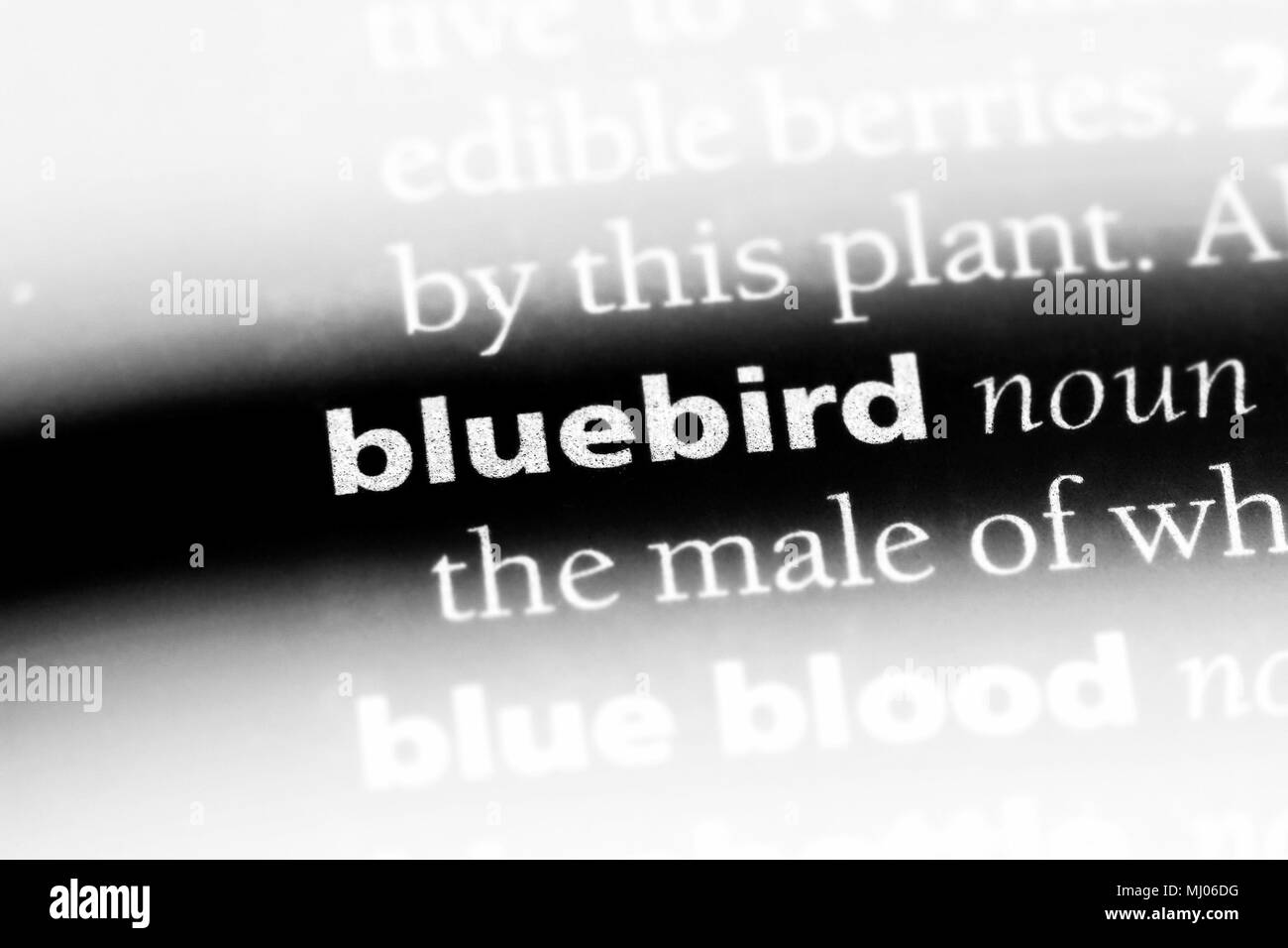 bluebird word in a dictionary. bluebird concept Stock Photo - Alamy