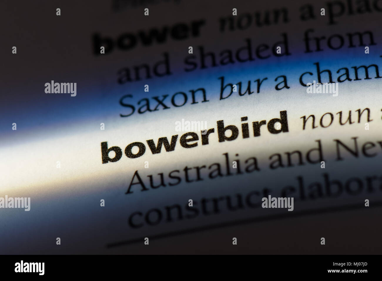 bowerbird word in a dictionary. bowerbird concept Stock Photo - Alamy