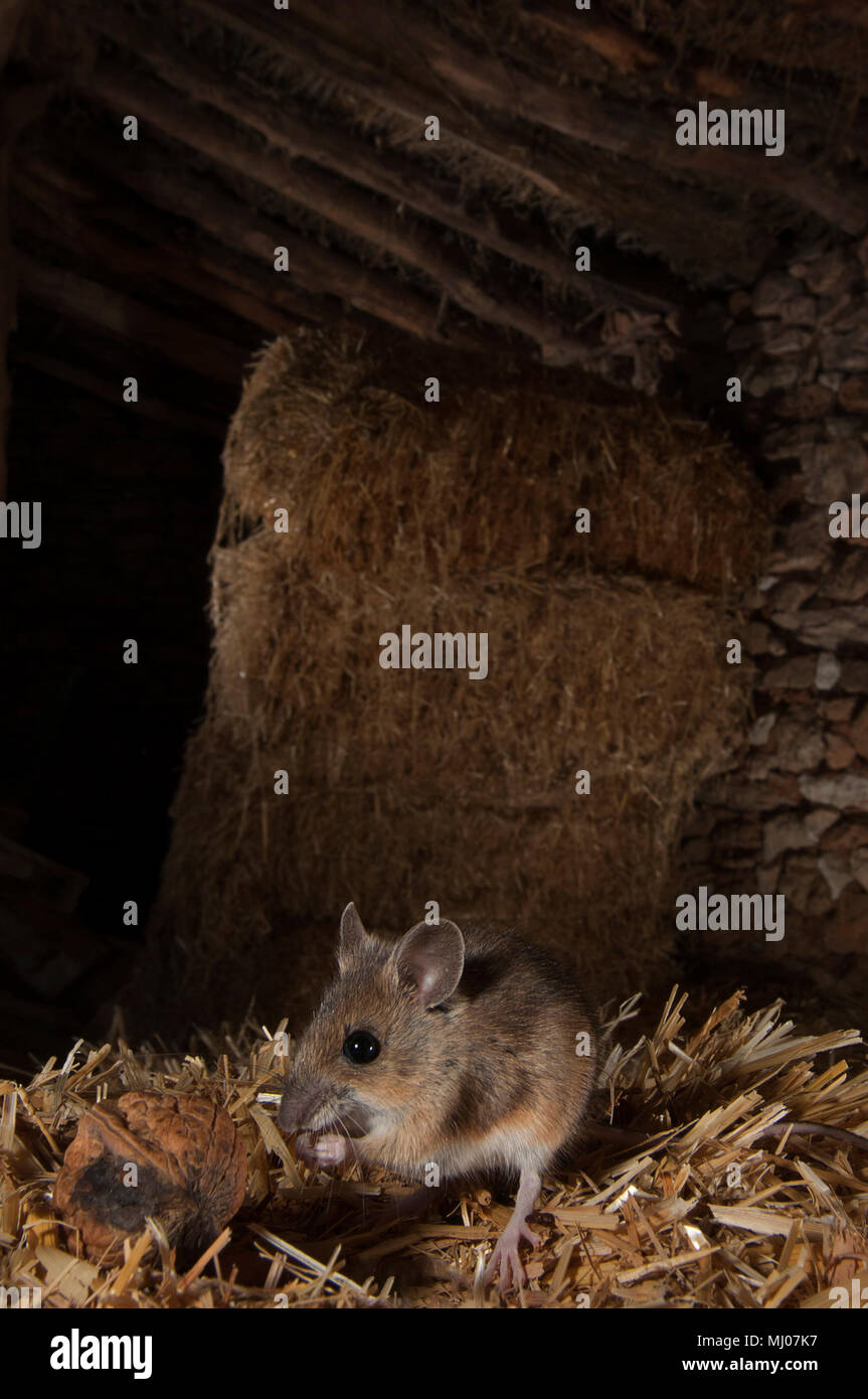Field mouse in barn and haystack, Apodemus sylvaticus Stock Photo - Alamy