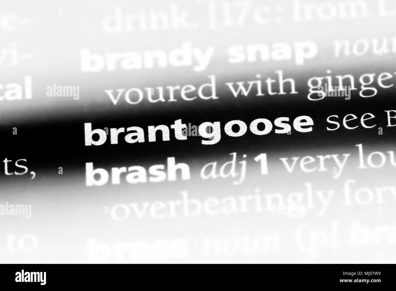 English goose Black and White Stock Photos & Images - Alamy