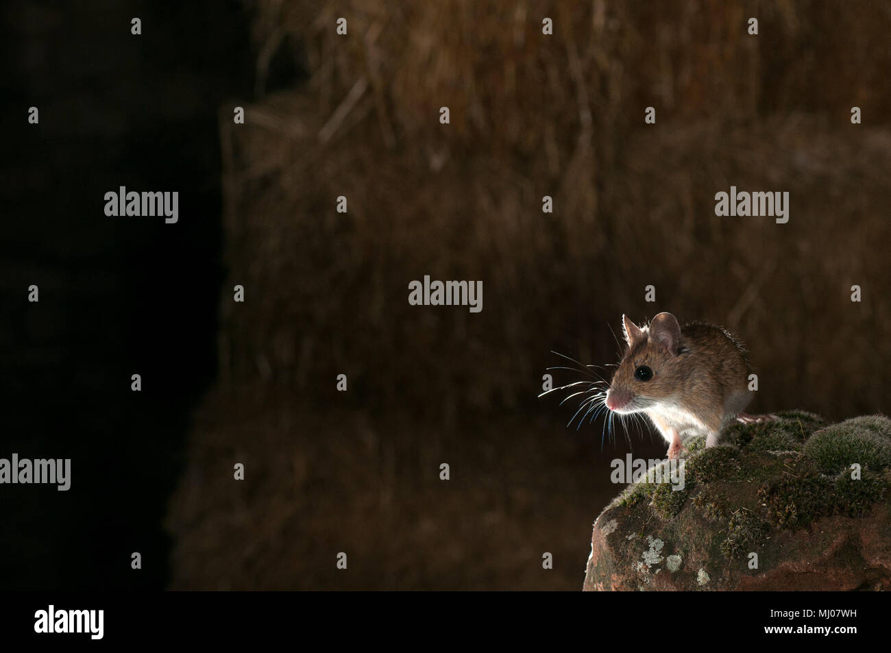 Field mouse in barn and haystack, Apodemus sylvaticus Stock Photo - Alamy