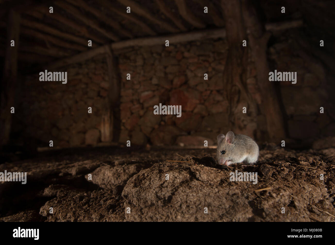 Field mouse in barn and haystack, Apodemus sylvaticus Stock Photo - Alamy