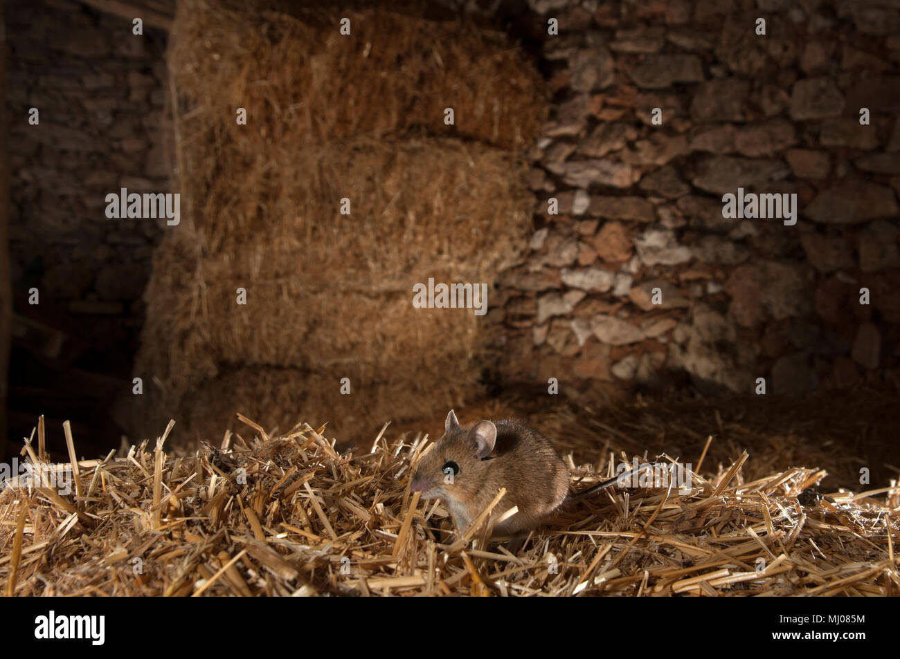 Field mouse in barn and haystack, Apodemus sylvaticus Stock Photo - Alamy