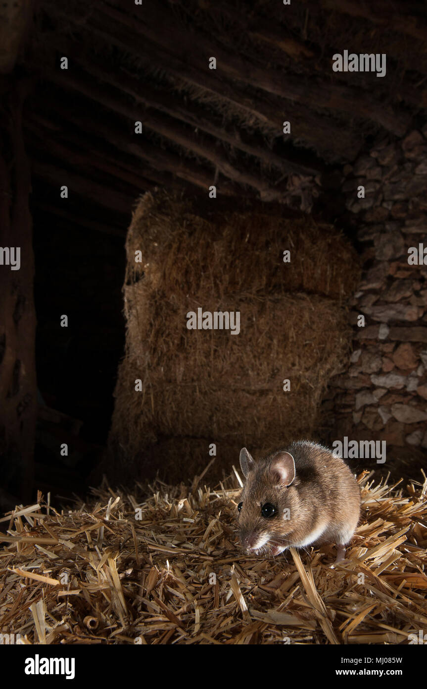 Field mouse in barn and haystack, Apodemus sylvaticus Stock Photo - Alamy