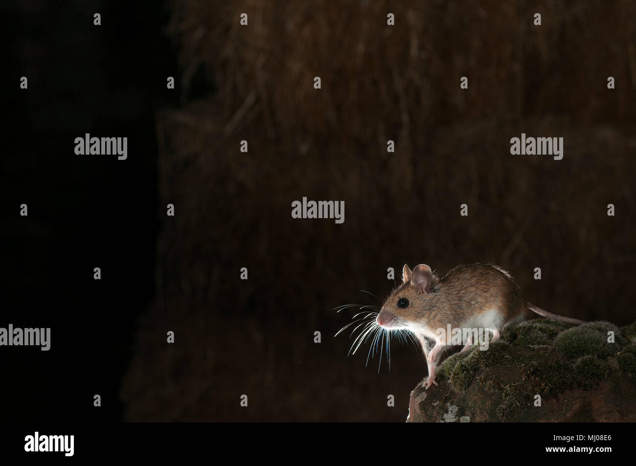Field mouse in barn and haystack, Apodemus sylvaticus Stock Photo - Alamy