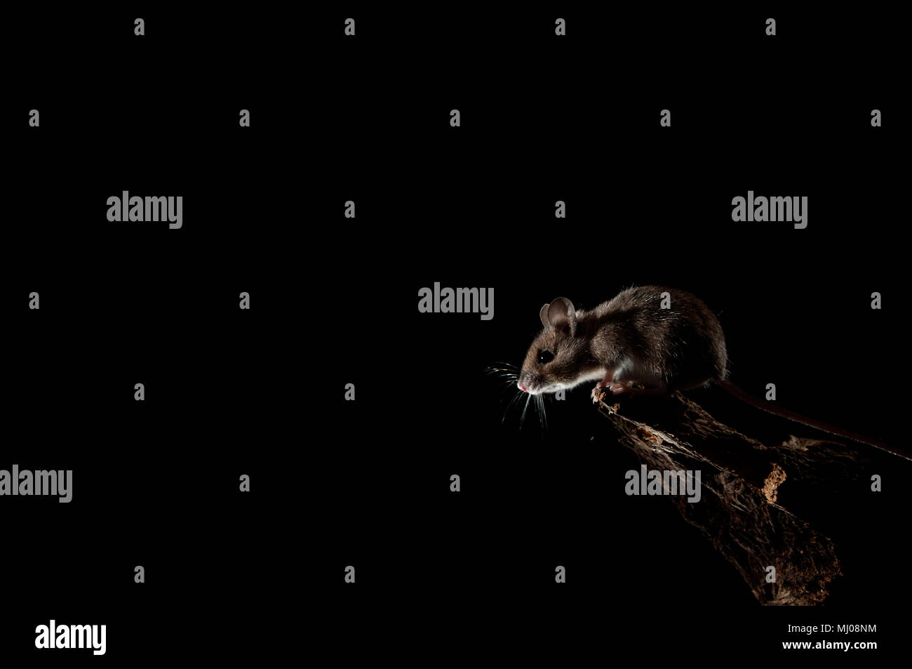 Mouse Rodent Standing High Resolution Stock Photography and Images - Alamy