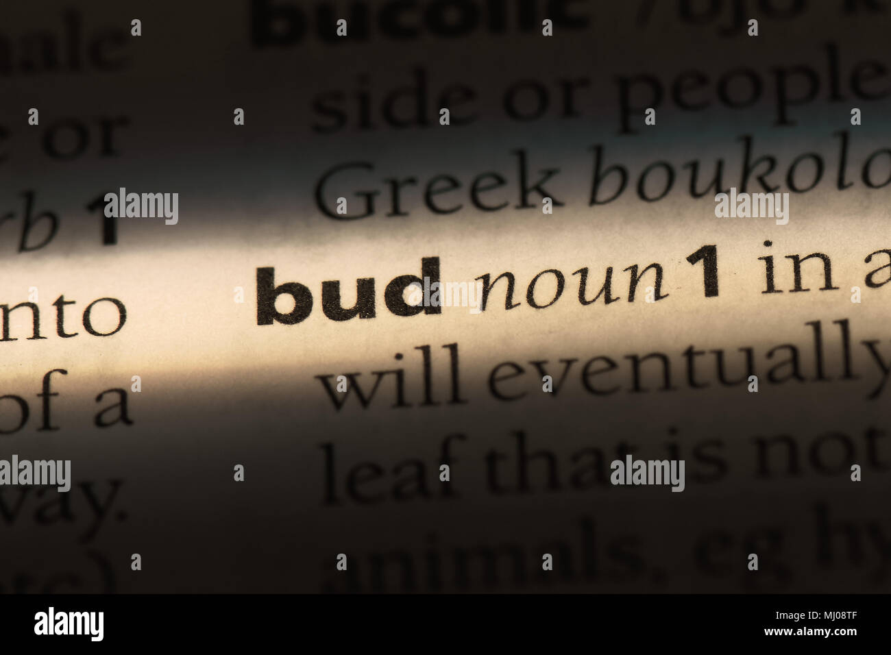 bud word in a dictionary. bud concept Stock Photo - Alamy