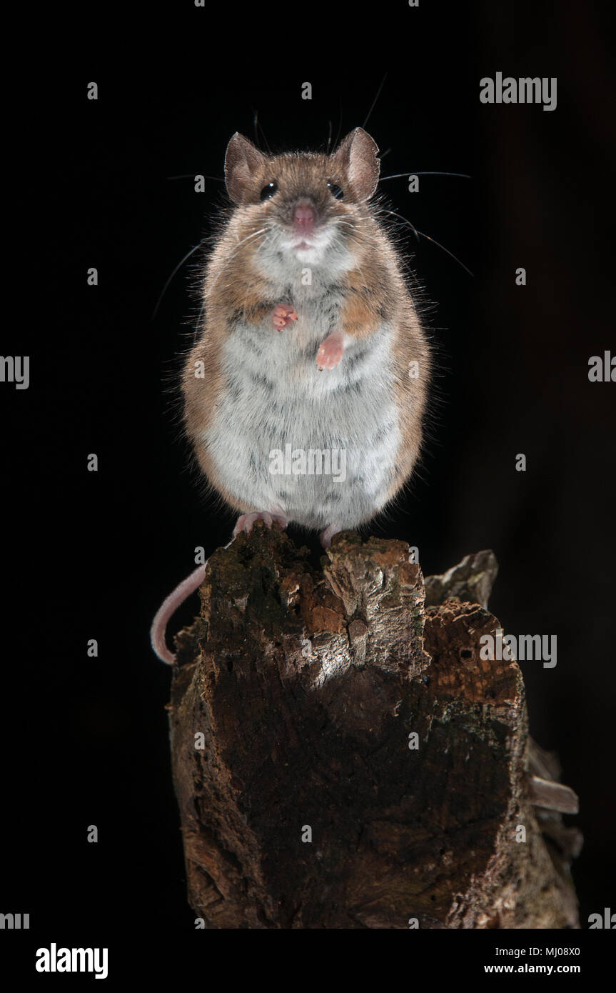 Field mouse standing on a stick Stock Photo - Alamy