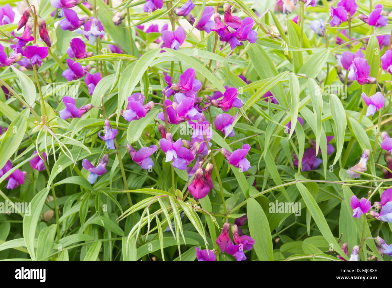 Lathyrus vernus in flower Stock Photo - Alamy