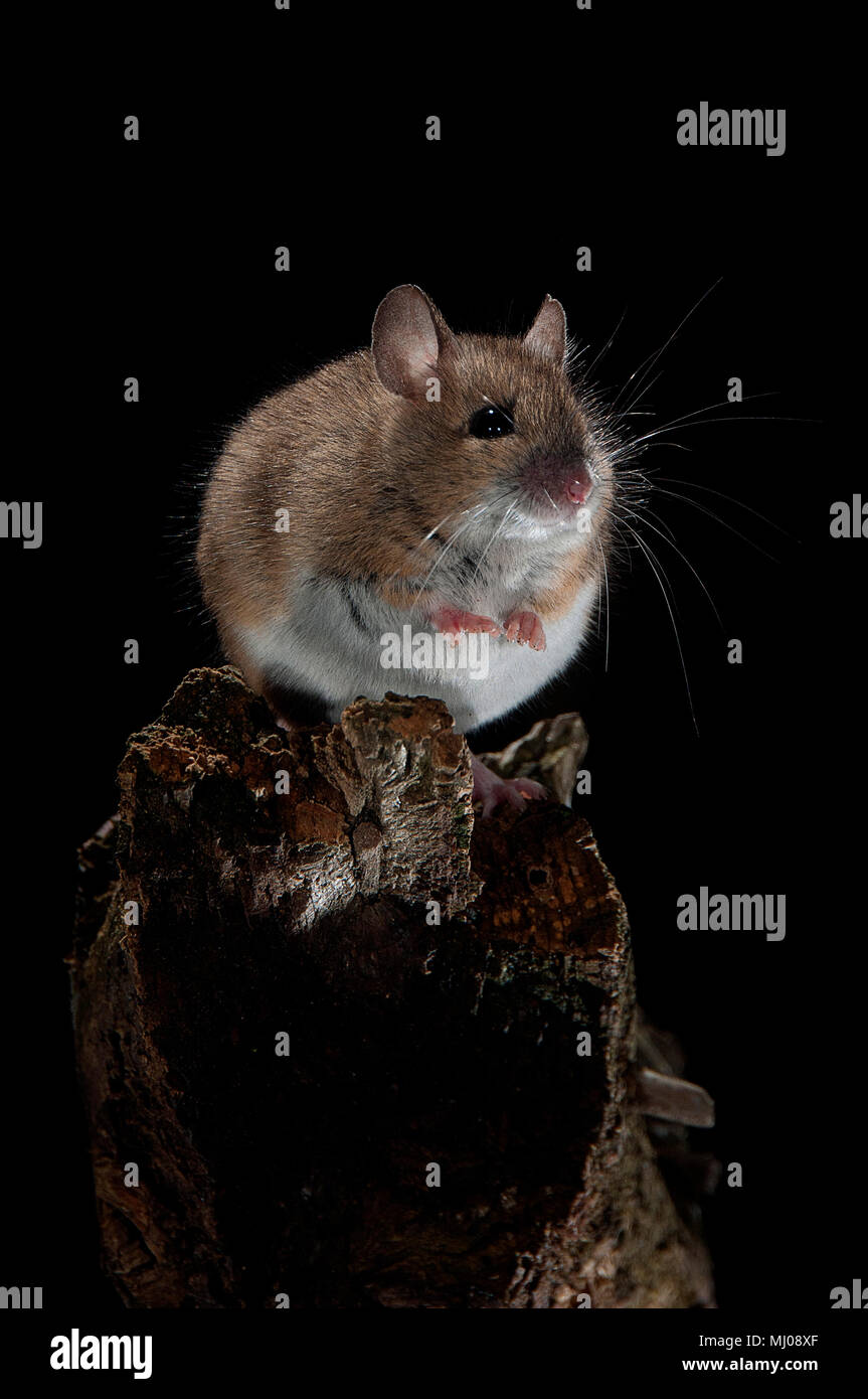 Field mouse standing on a stick Stock Photo - Alamy