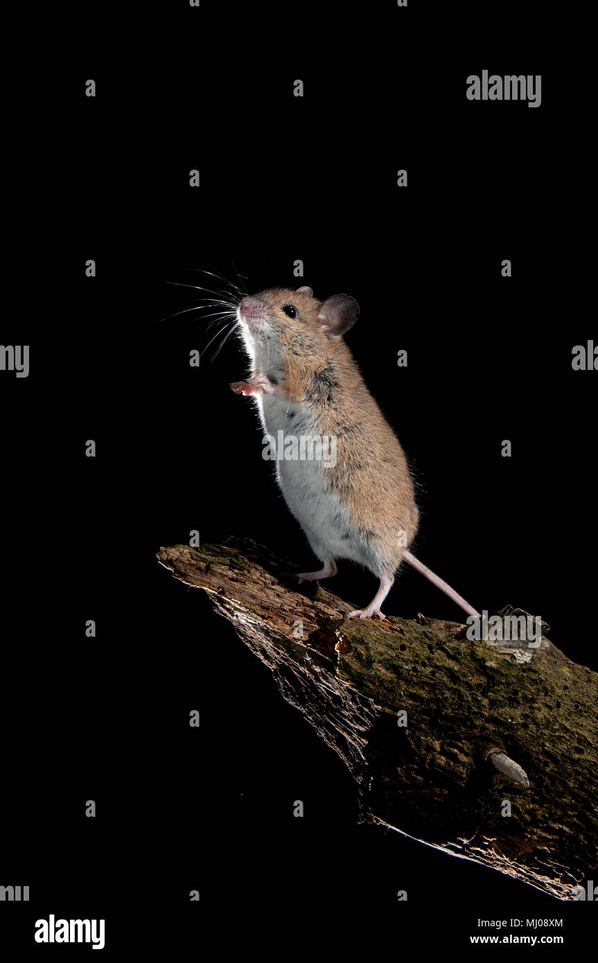 Field mouse standing on a stick Stock Photo - Alamy
