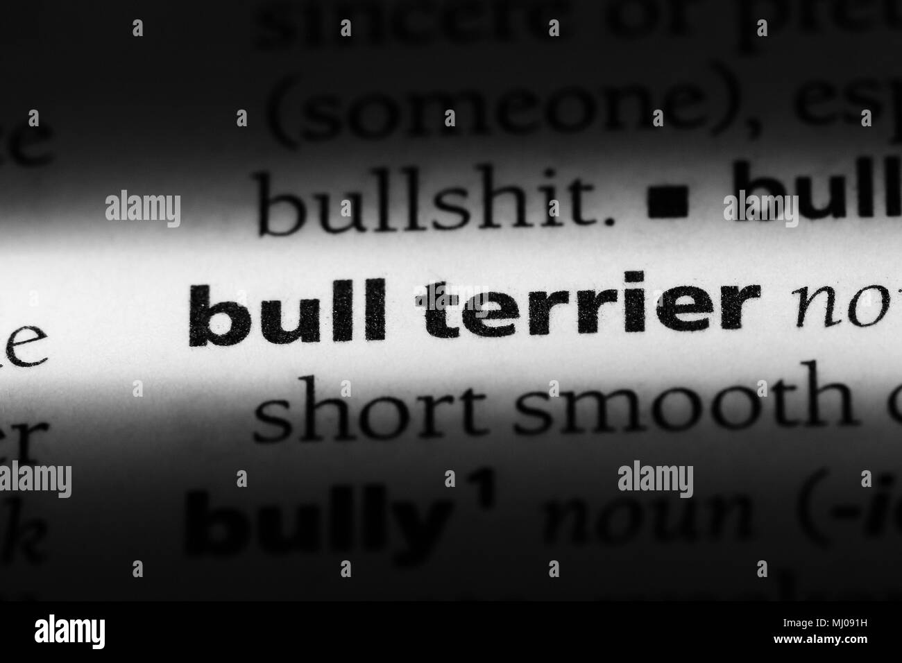 English bull terrier Black and White Stock Photos & Images - Alamy