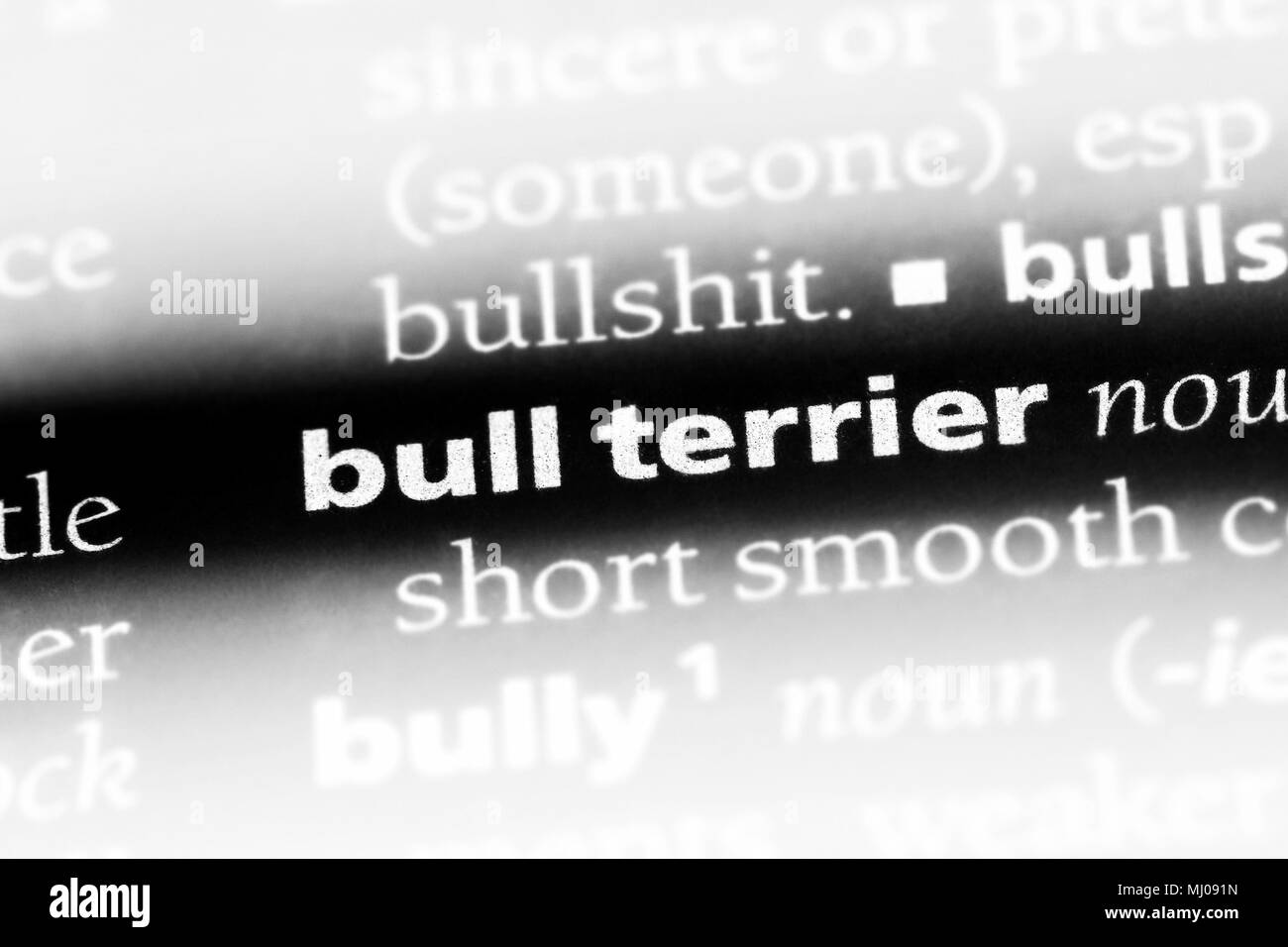English bull terrier Black and White Stock Photos & Images - Alamy