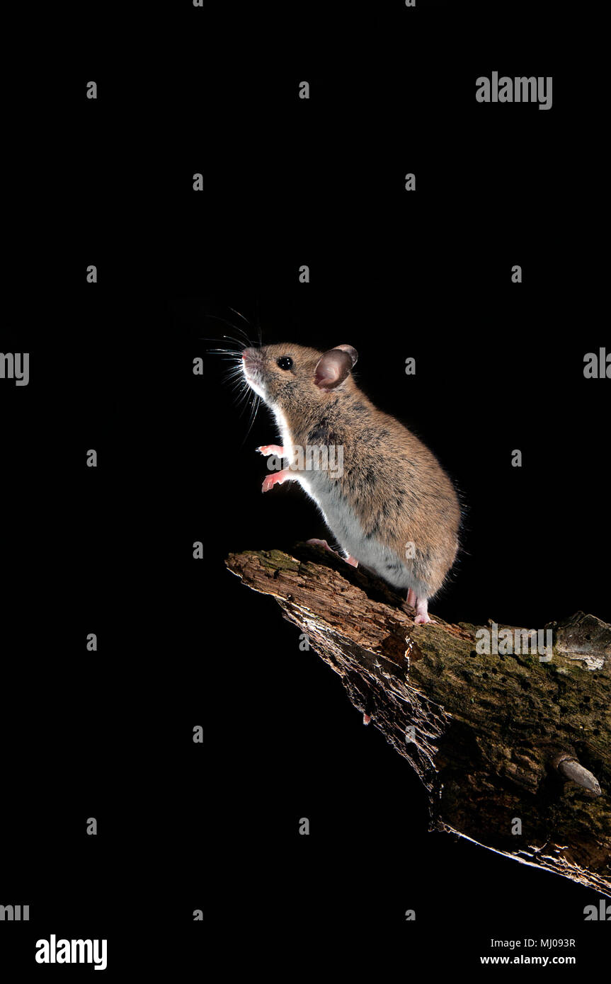 Field mouse standing on a stick Stock Photo - Alamy