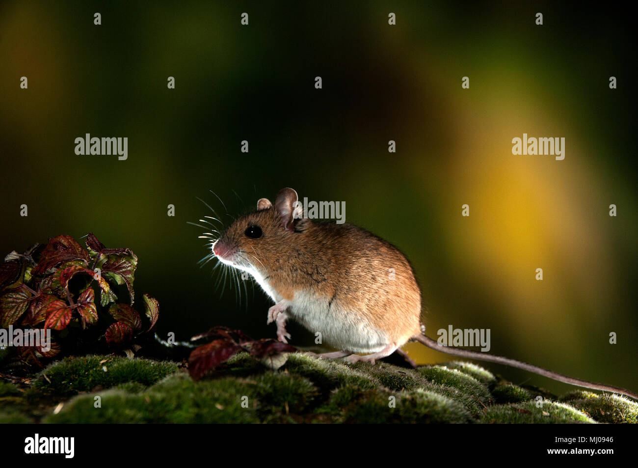 Field mouse, Apodemus sylvaticus Stock Photo - Alamy