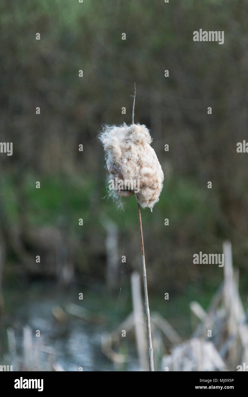 Seeds Of Bulrush Typha Latifolia High Resolution Stock Photography and ...