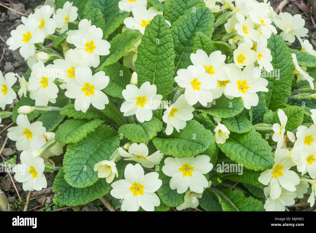 Primrose in flower hi-res stock photography and images - Alamy