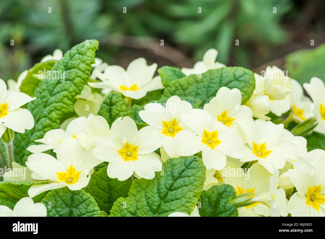 Primrose in flower hi-res stock photography and images - Alamy