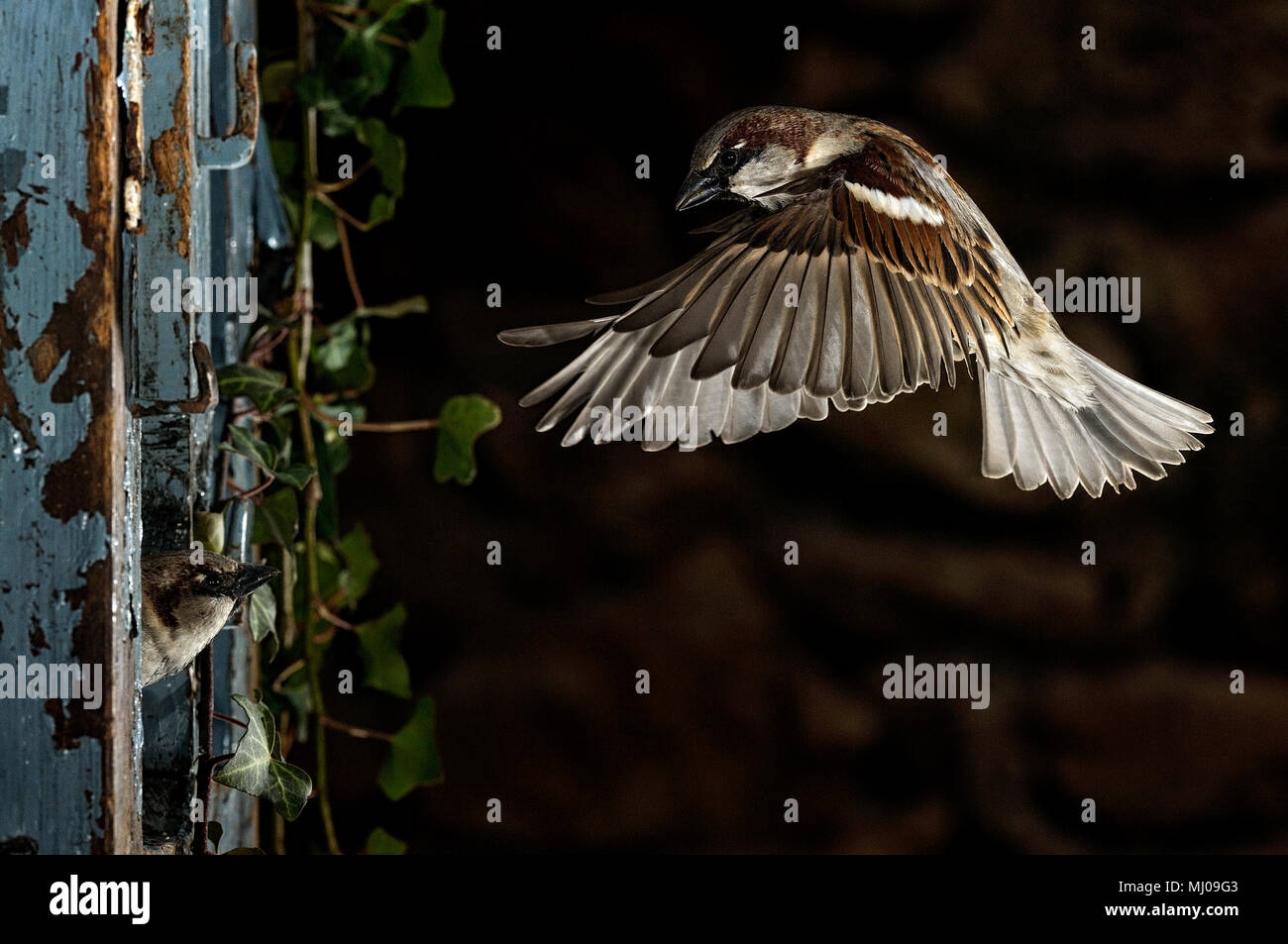 Flying sparrow, entering the window, Passer domesticus, male Stock ...