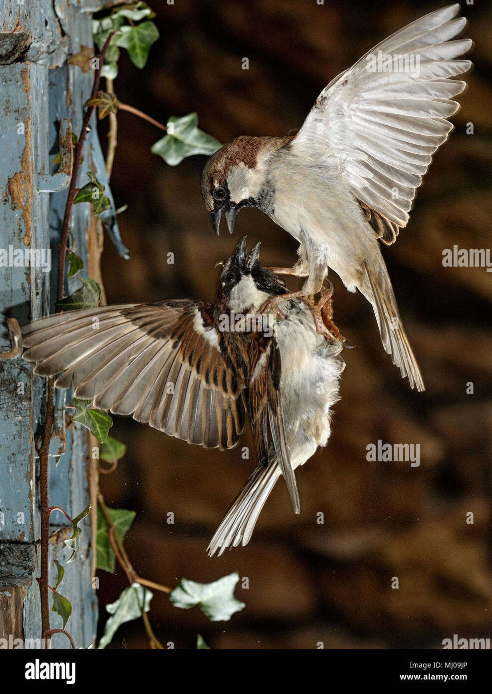 Sparrow feeder fight hi-res stock photography and images - Alamy