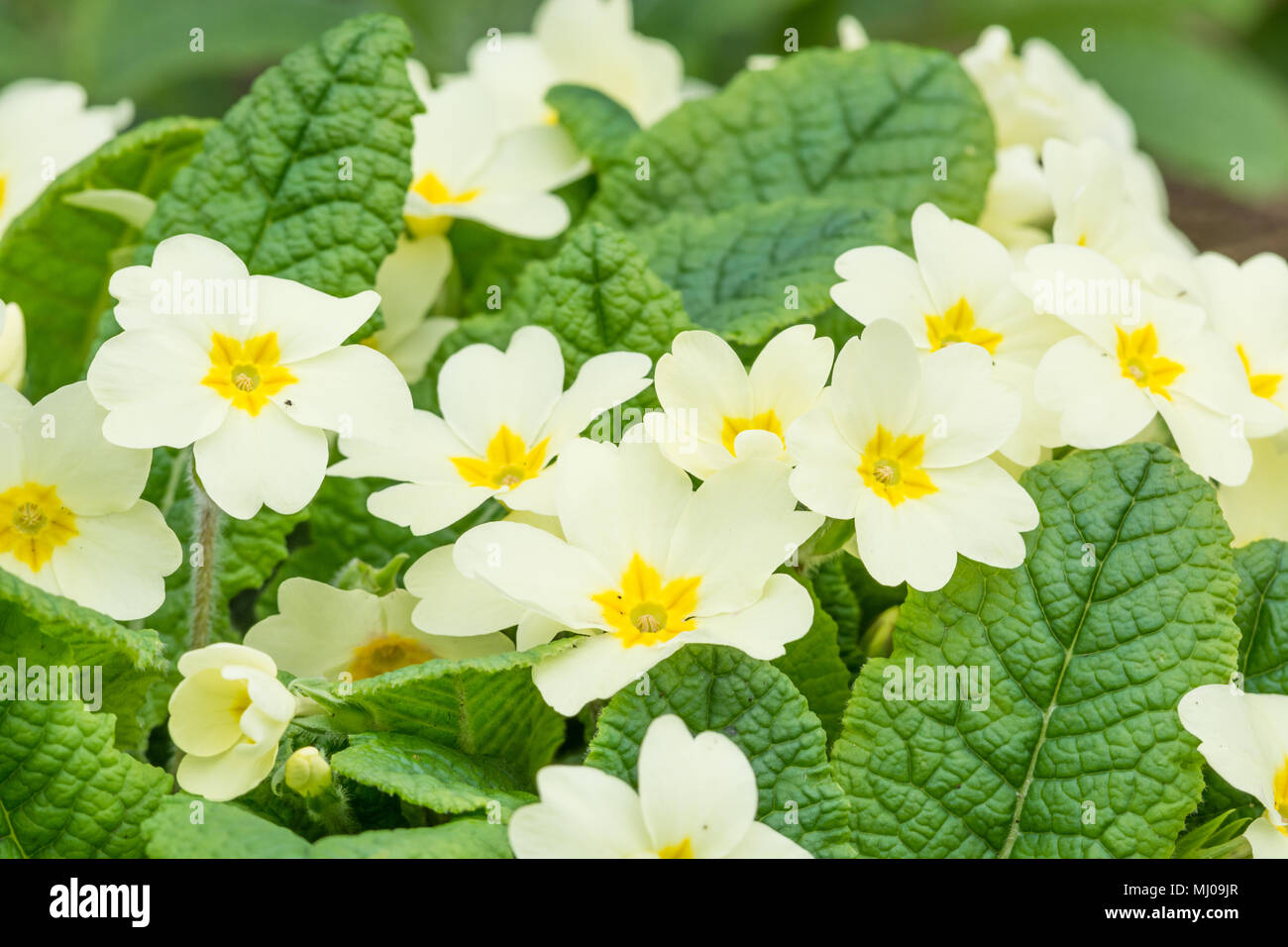 Primrose in flower, Primula vulgaris Stock Photo - Alamy