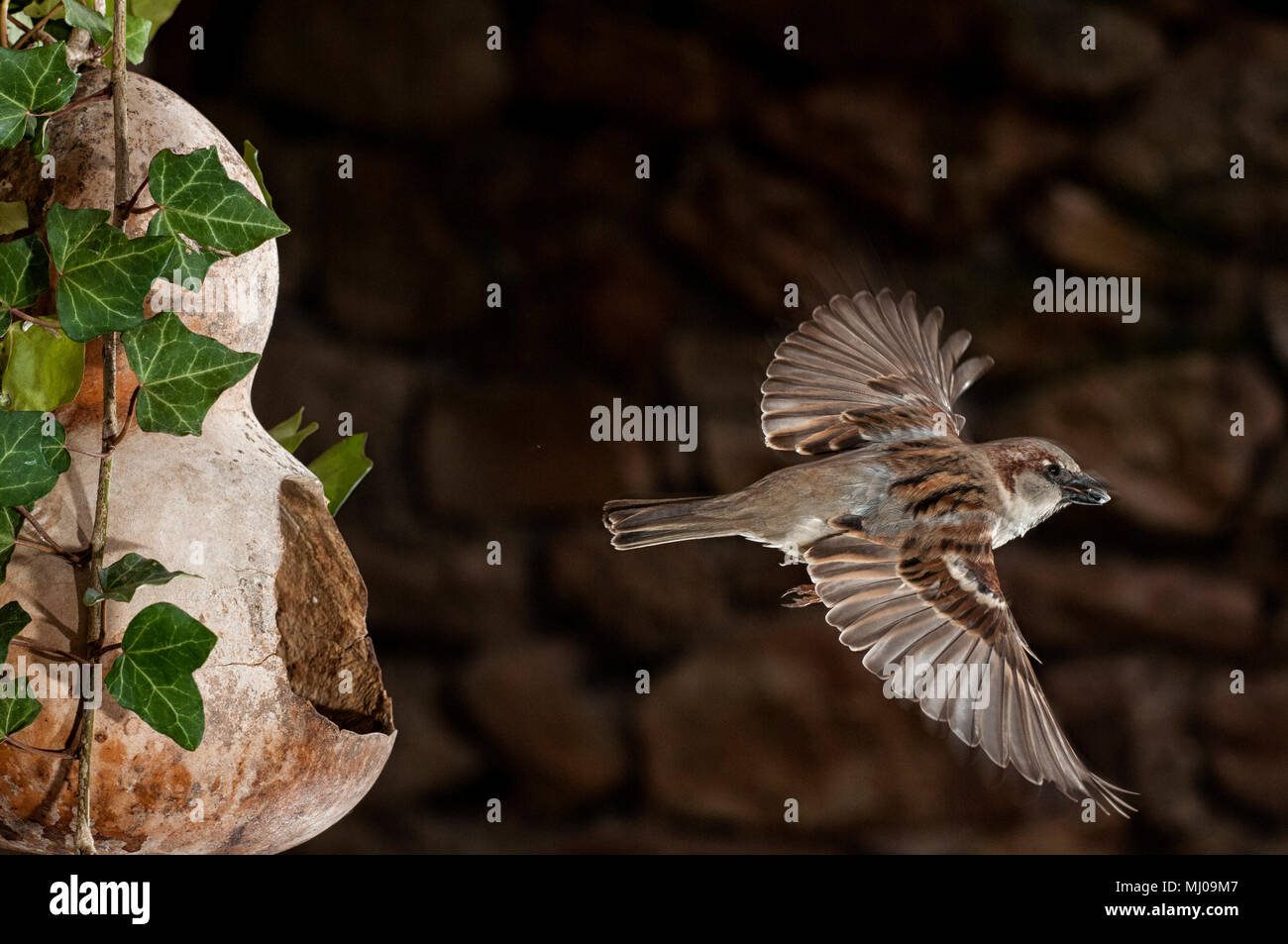 Flying sparrow hi-res stock photography and images - Alamy