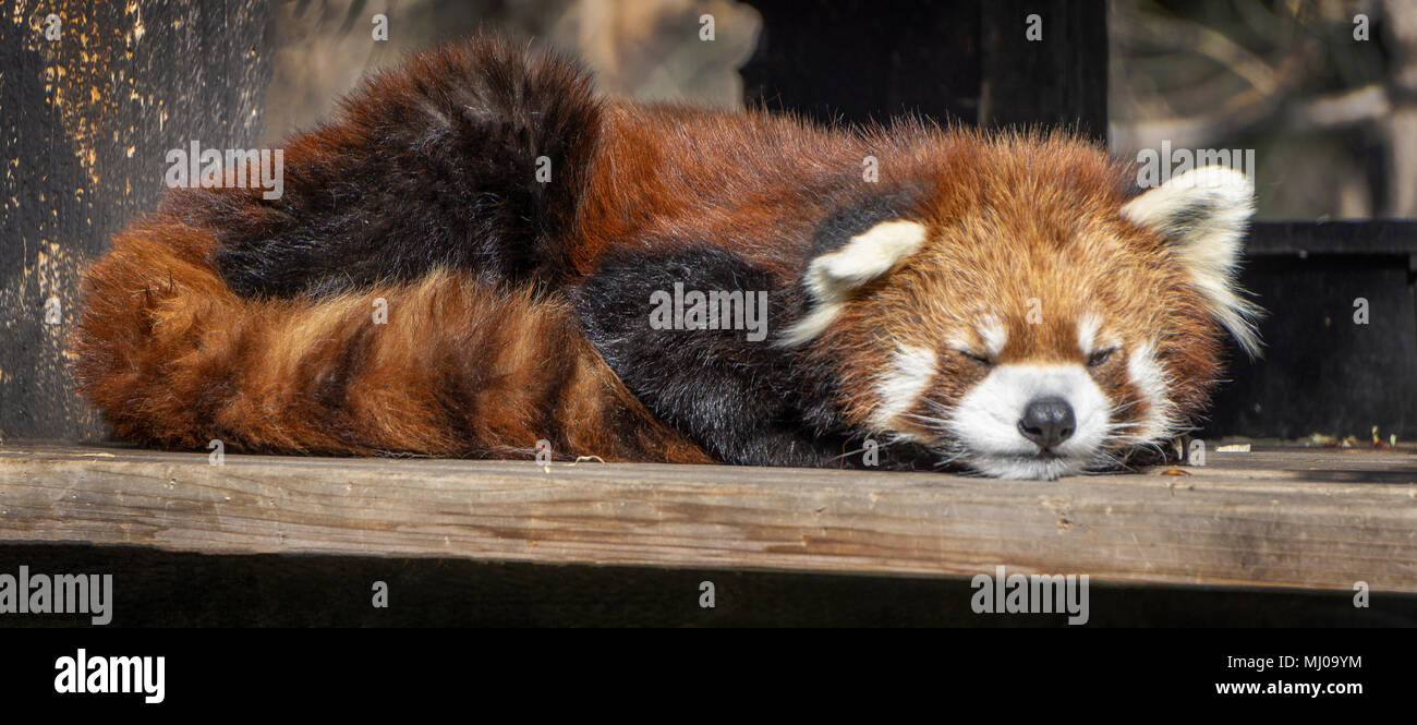 Red panda Calgary Zoo Alberta Canada Stock Photo - Alamy