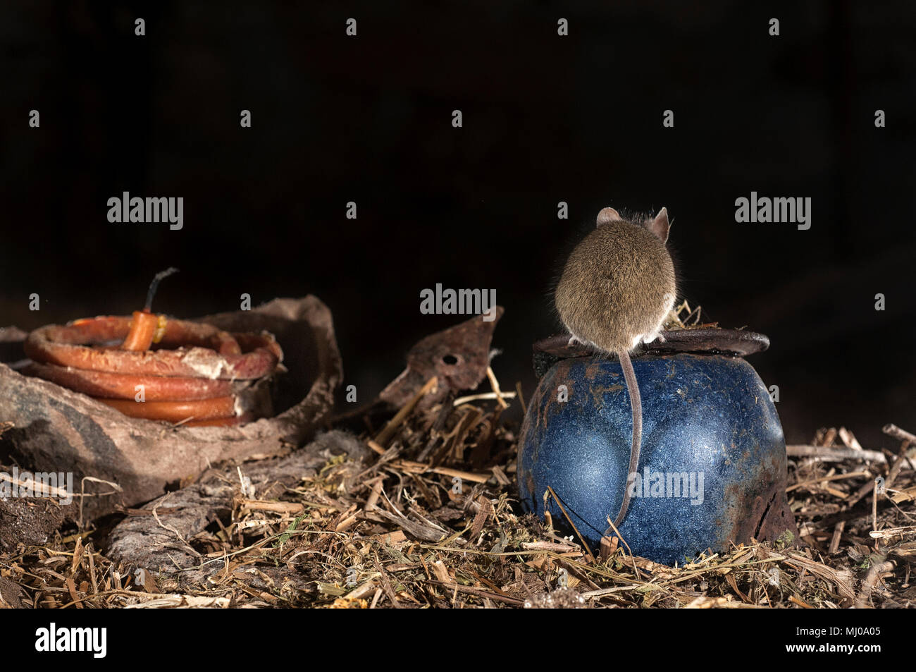Old and young mouse hi-res stock photography and images - Alamy