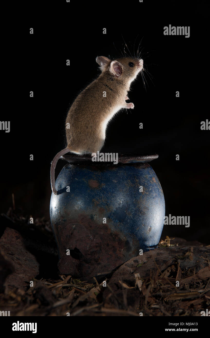 Wood mouse attic hi-res stock photography and images - Alamy