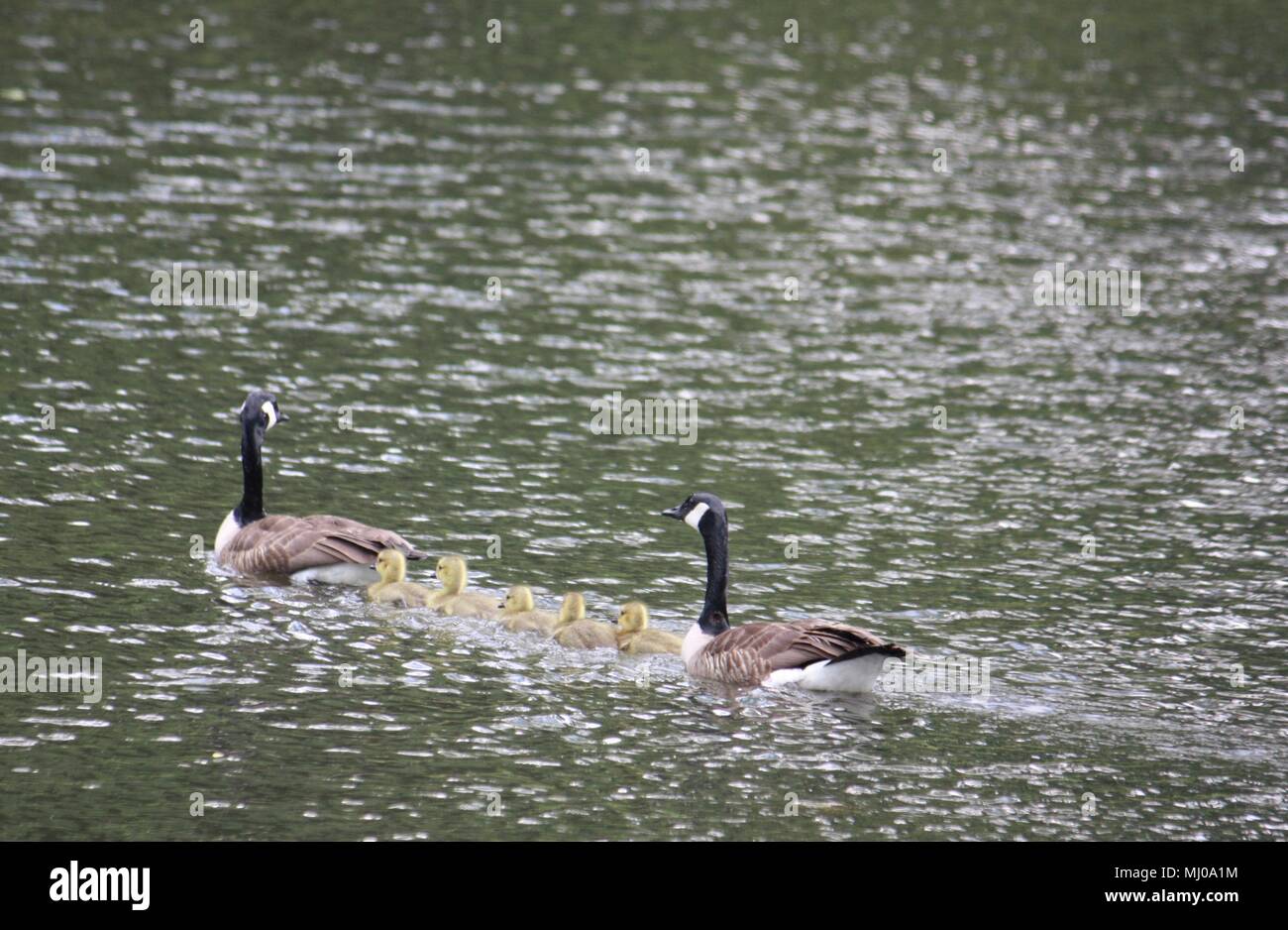 Gaggle of geese hi-res stock photography and images - Alamy