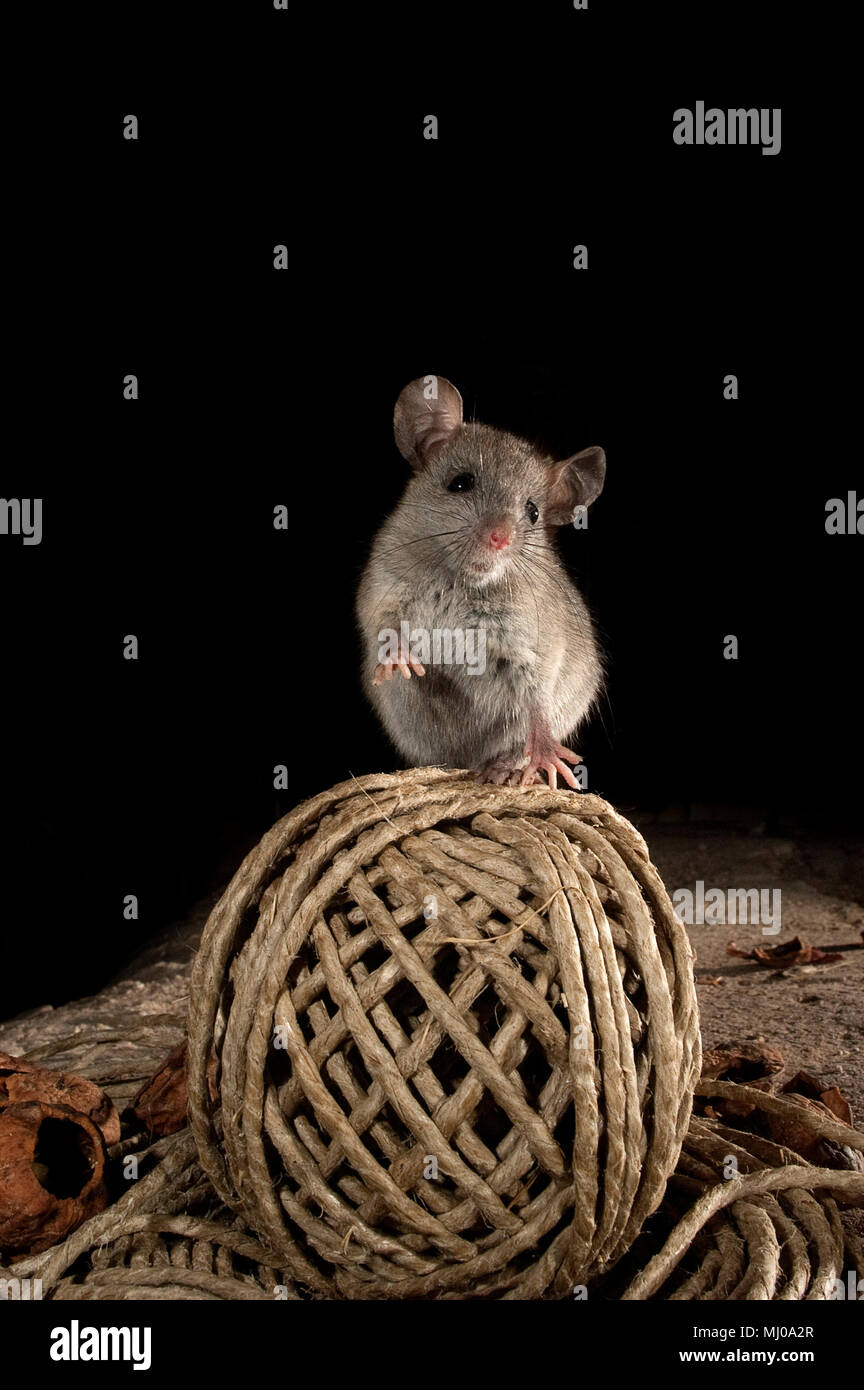 Mouse uploaded on an old ball of string in the attic, Mus musculus ...