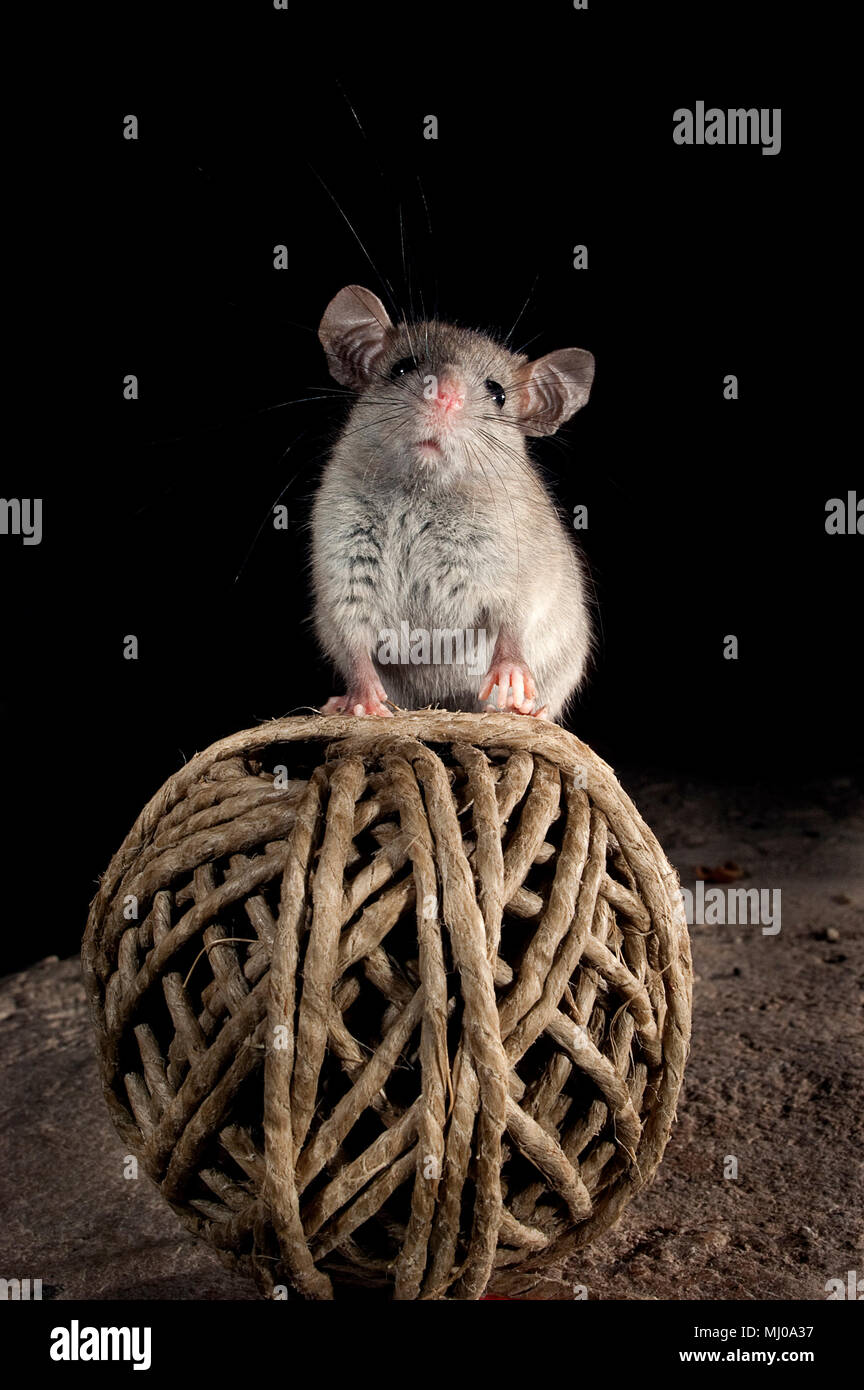 Mouse uploaded on an old ball of string in the attic, Mus musculus ...