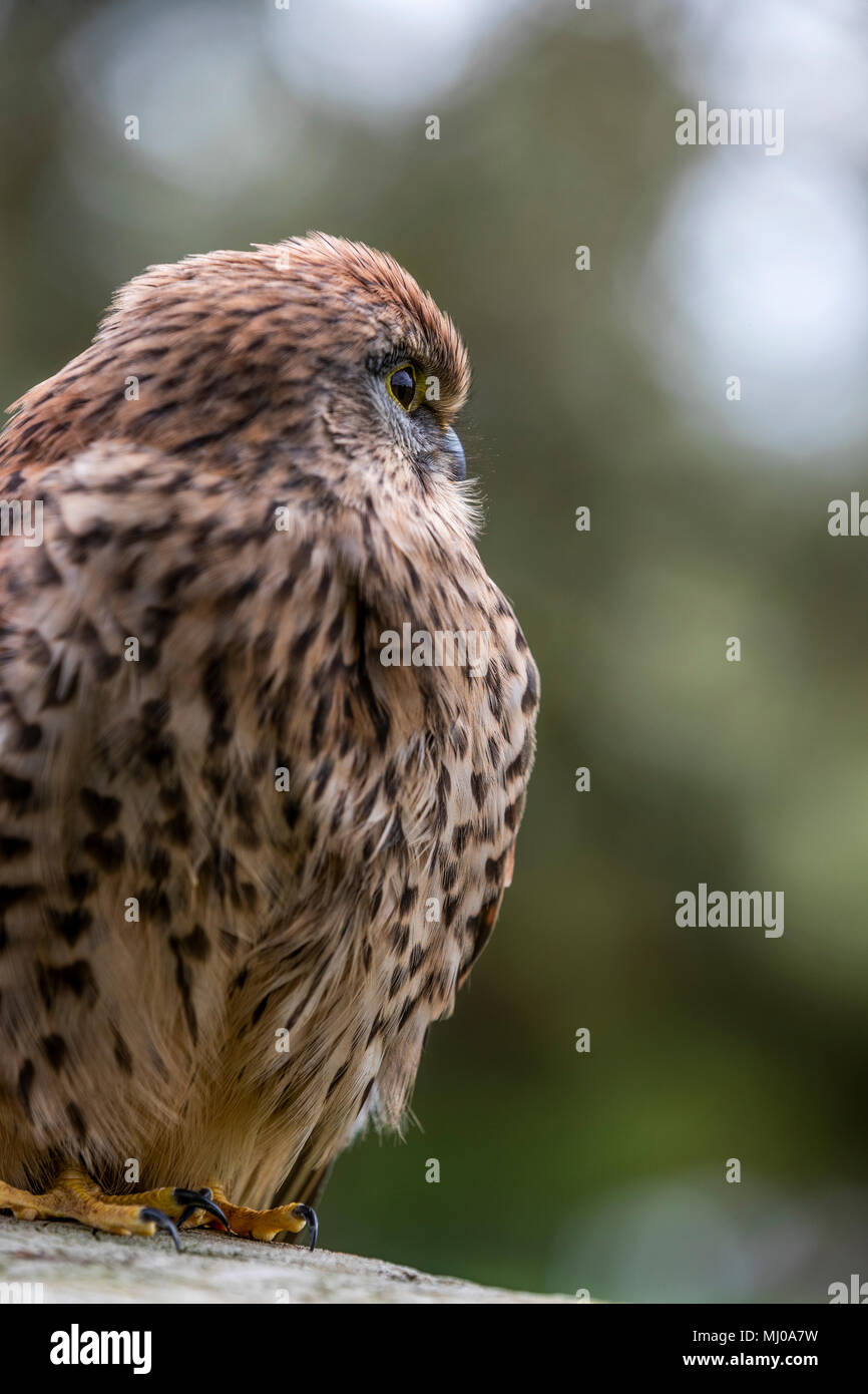 Female Kestrel portrait. A captive bird cared for at the International ...