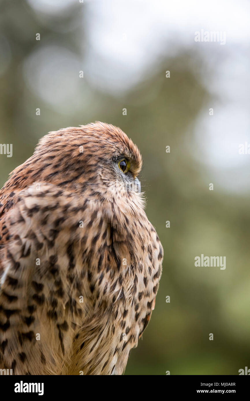 Female Kestrel portrait. A captive bird cared for at the International ...