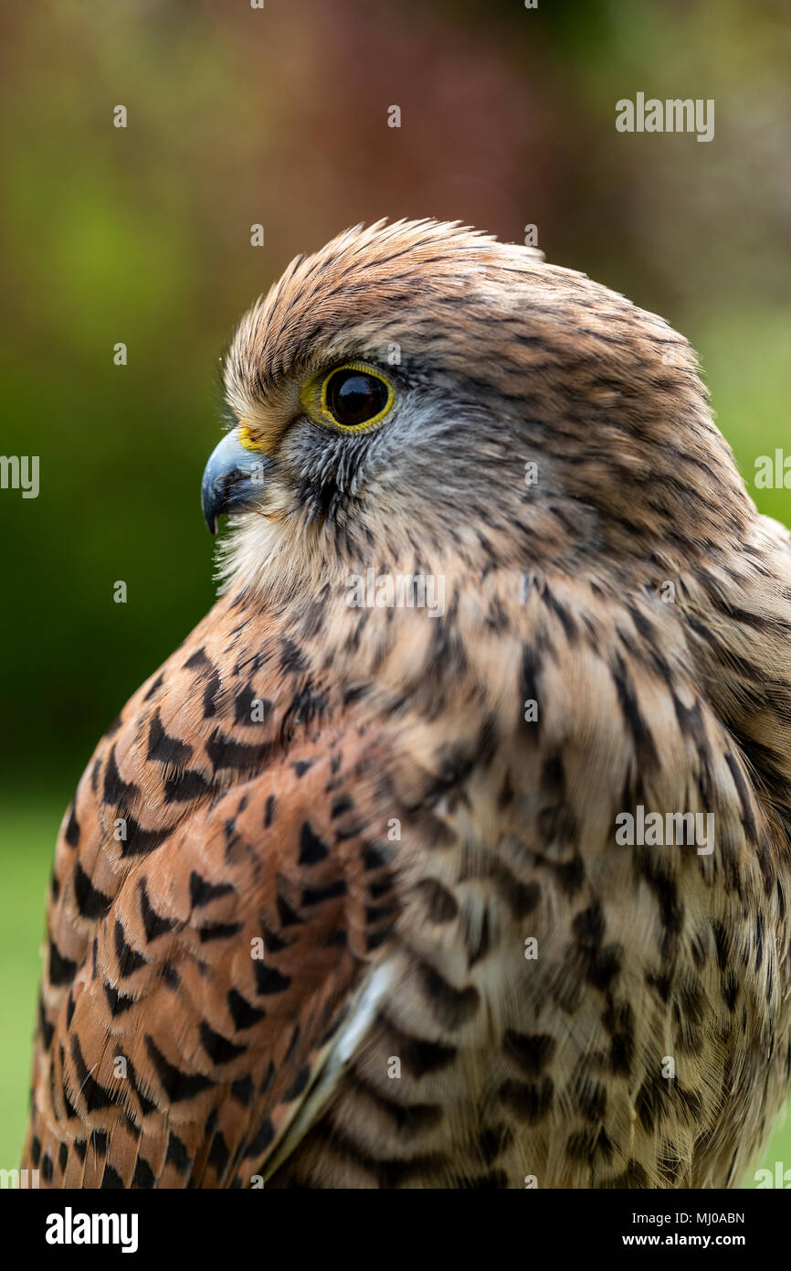 Female Kestrel portrait. A captive bird cared for at the International ...