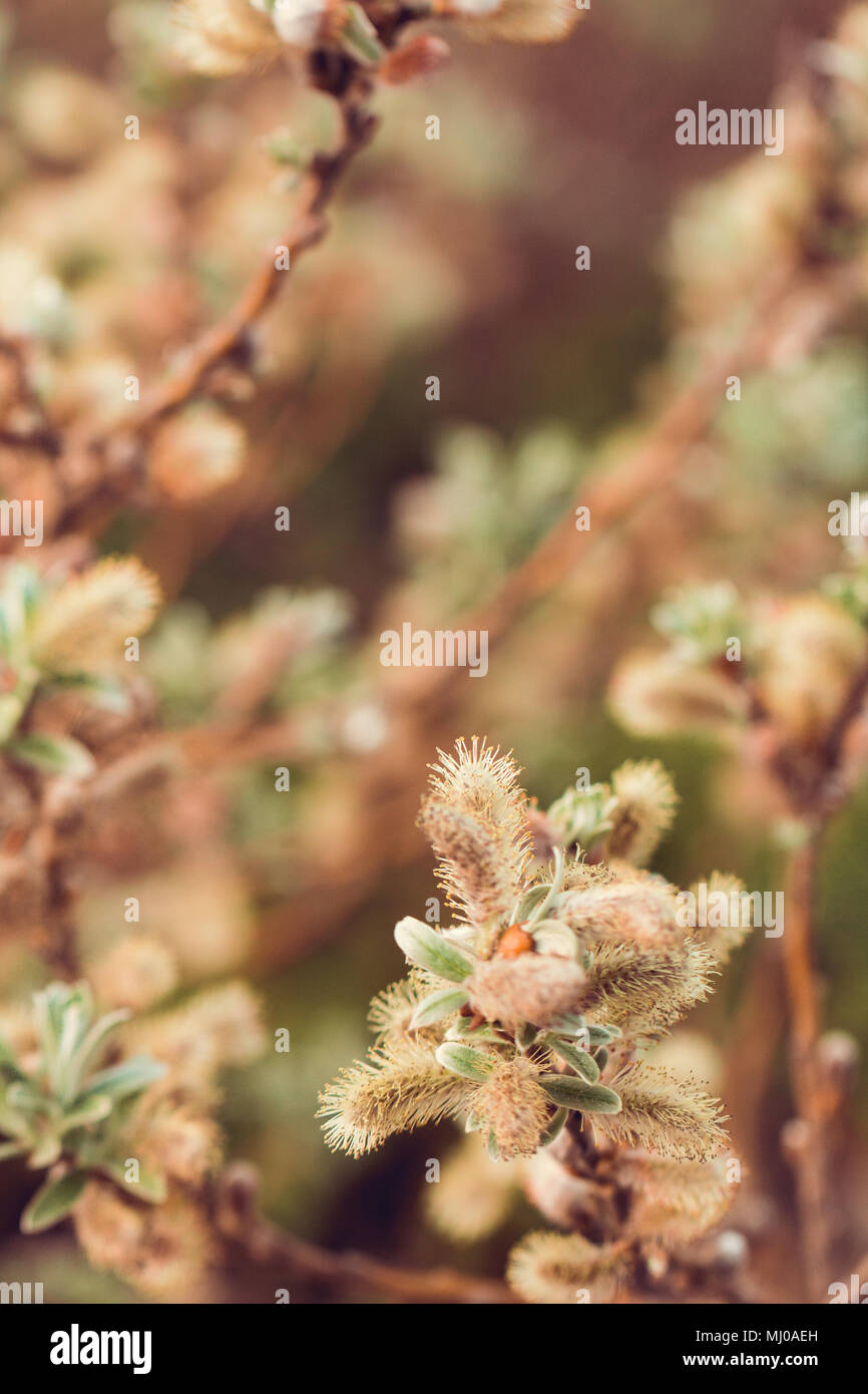 Macro photography of blooming willow in spring. Toned Stock Photo - Alamy