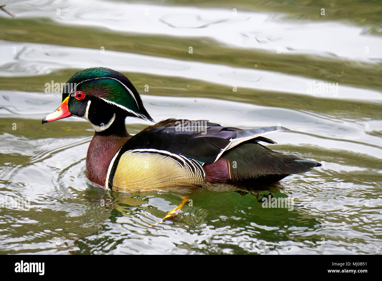 Wood duck male bird with crest Stock Photo - Alamy