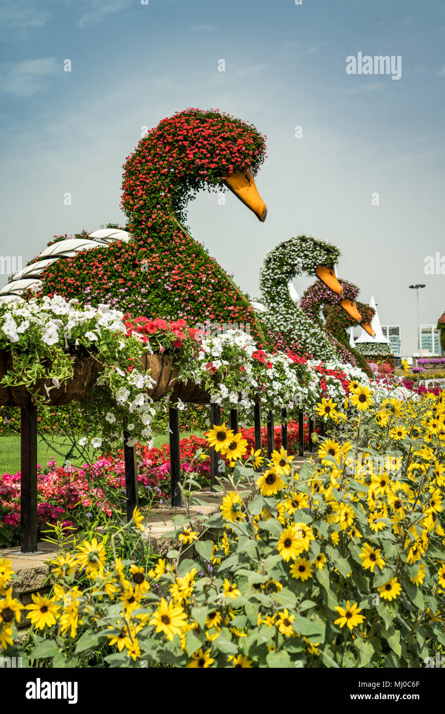 Floral ducks at the Miracle Gardens in Dubai, UAE, Middle East Stock ...