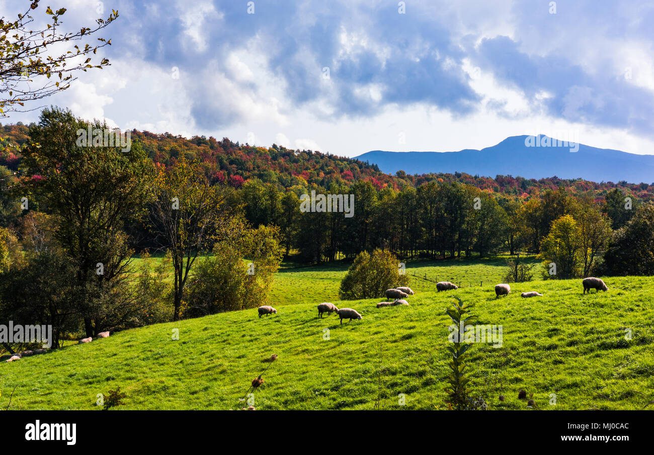 Landscape landscape of pastoral trees hi-res stock photography and ...