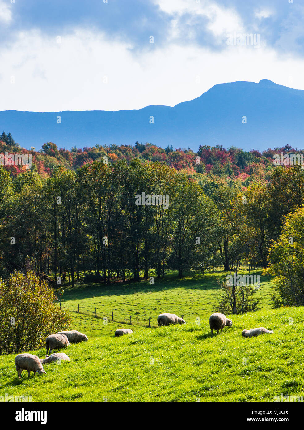 pastoral scene: landscape of sheep grazing on meadow with fall foliage ...