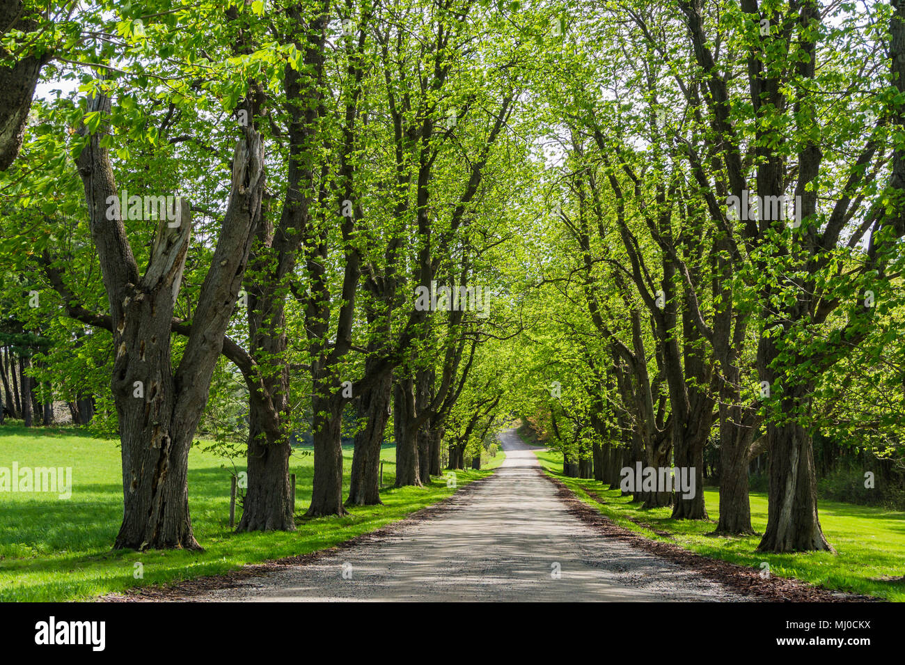 huge old trees lining country road in springtime Stock Photo - Alamy