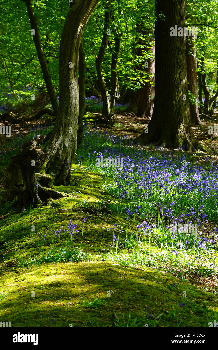 Mossy bank and bluebells in Wintergreen Wood, Knebworth Stock Photo - Alamy