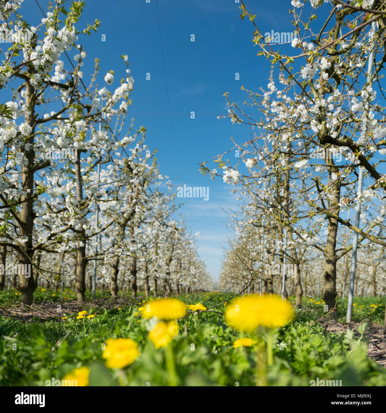 dutch orchard with blooming cherry trees in the netherlands near ...