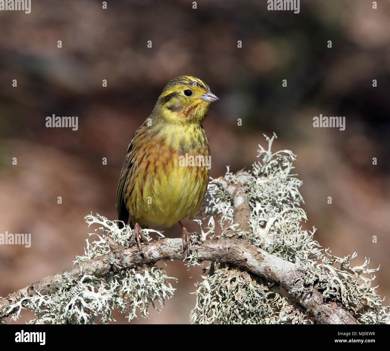 Yellowhammer male goldammer hi-res stock photography and images - Alamy